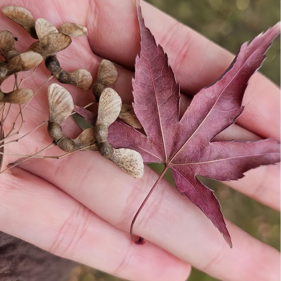 Maple Tree Seeds: Stratified for Easy Germination - Grow Japanese ...