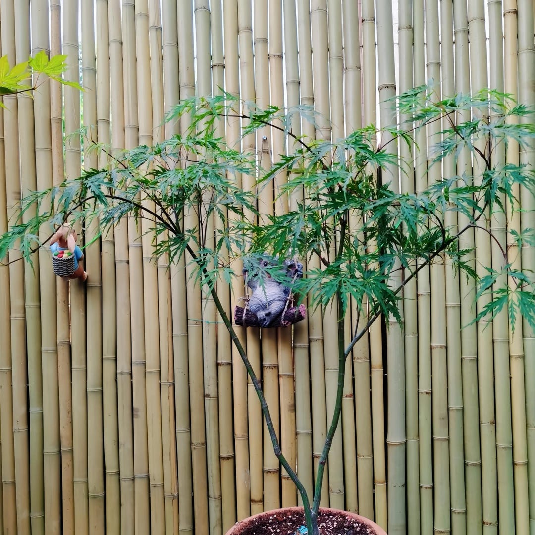 Kaga-sudare Japanese Maple Tree: Lace-cut Leaves, Red Fall Color,live ...