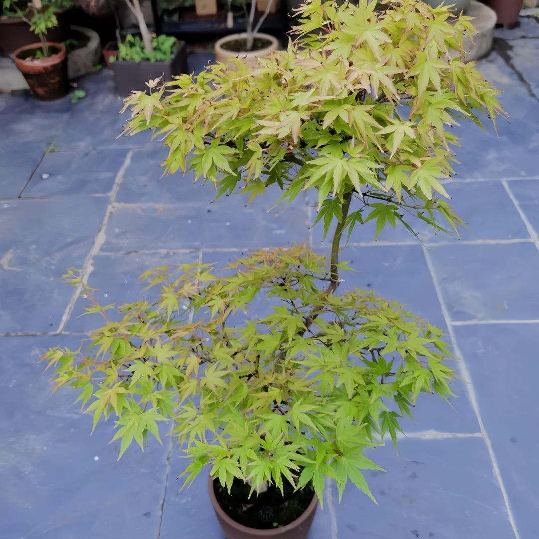 Acer Palmatum ‘wilson’s Pink Dwarf’ – Rare Japanese Maple Tree With ...
