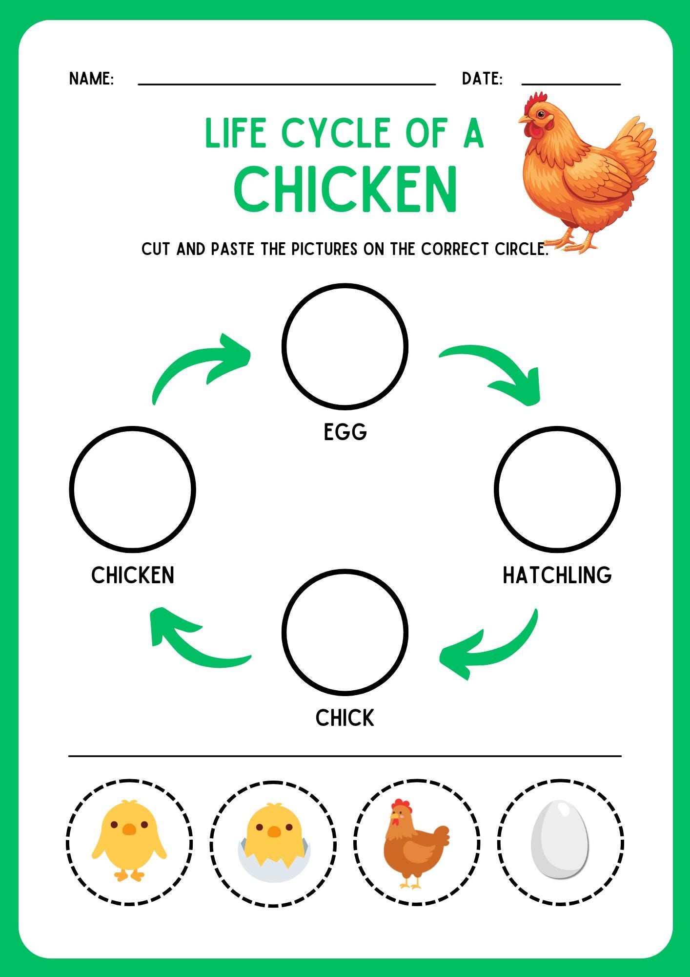 7 Life Cycle Charts + FREE Worksheets - Etsy Australia