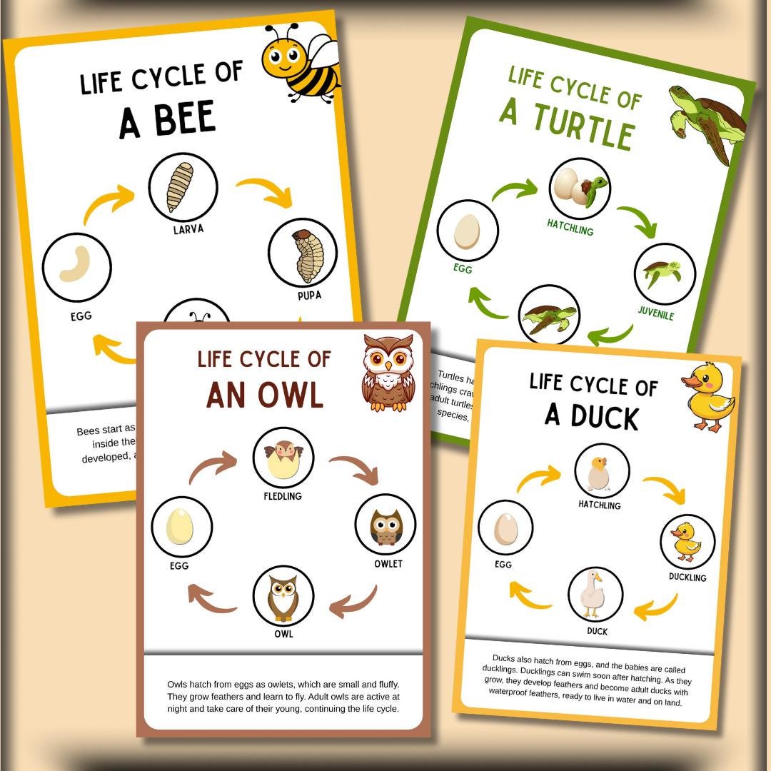 7 Life Cycle Charts + FREE Worksheets - Etsy