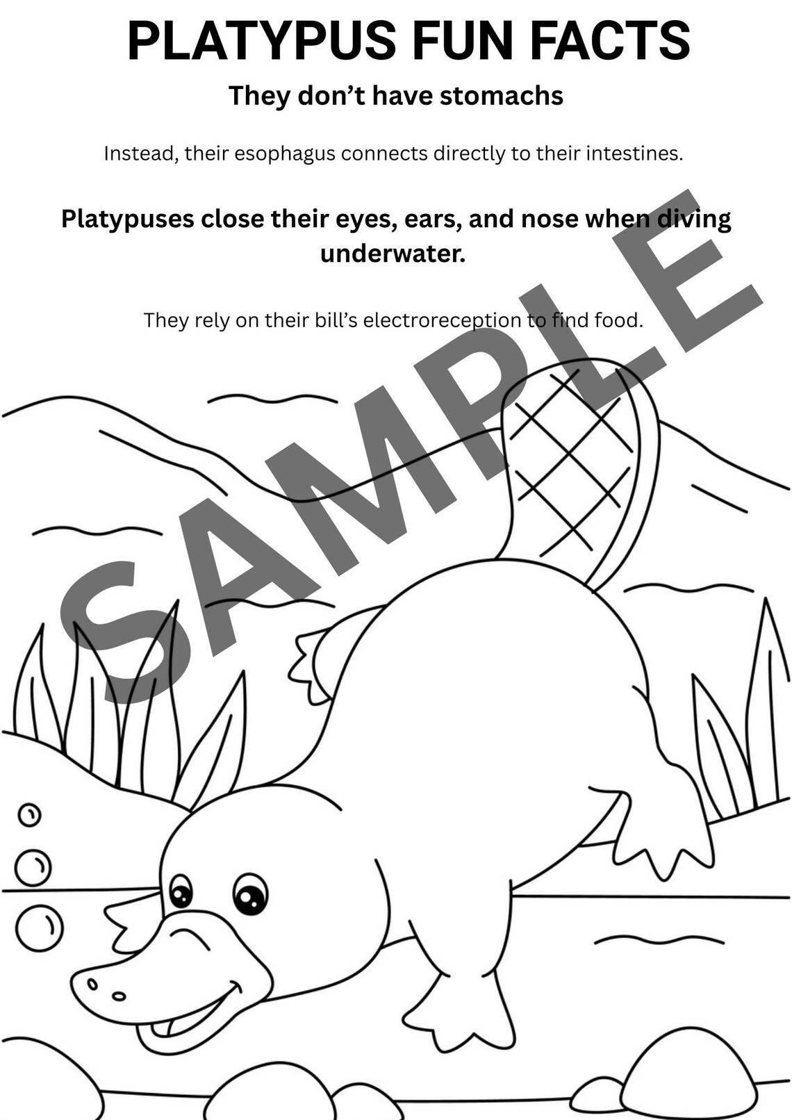 Australian Animals Activity Pack With Fun Facts | Kids Colouring Pages ...