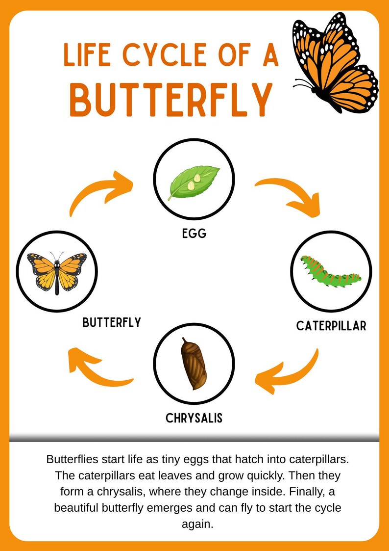 7 Life Cycle Charts + FREE Worksheets - Etsy Canada