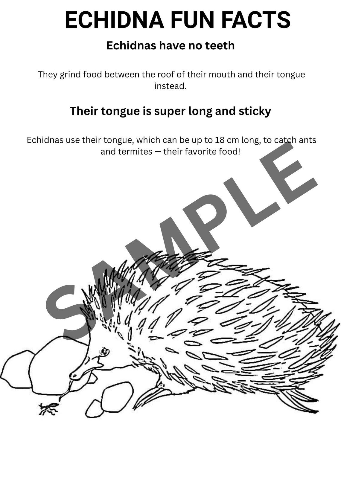 Australian Animals Activity Pack With Fun Facts | Kids Colouring Pages ...