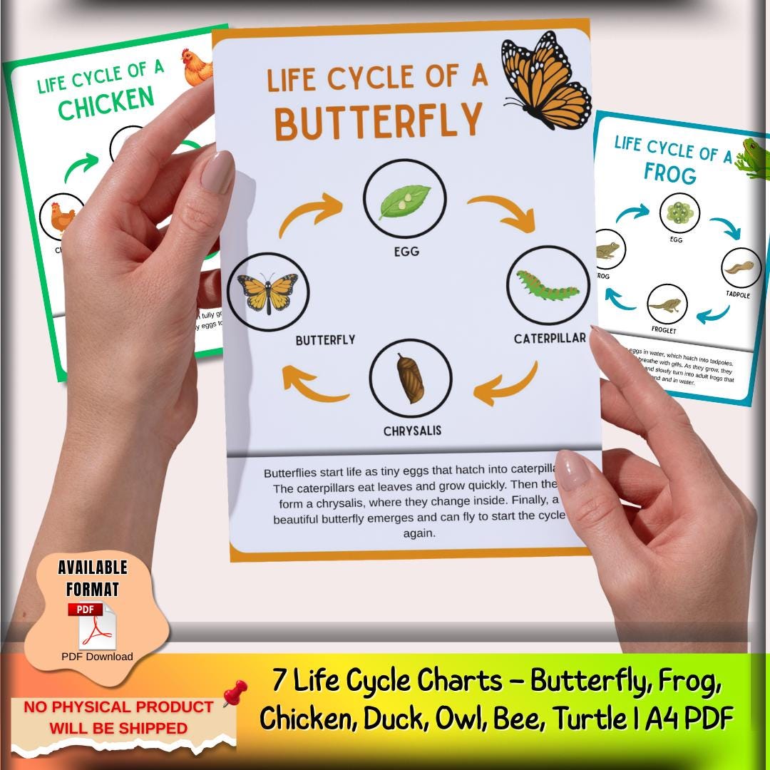 7 Life Cycle Charts + FREE Worksheets - Etsy