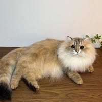 Handmade Tortoiseshell Cat Plush: Realistic Companion Gift (made to ...