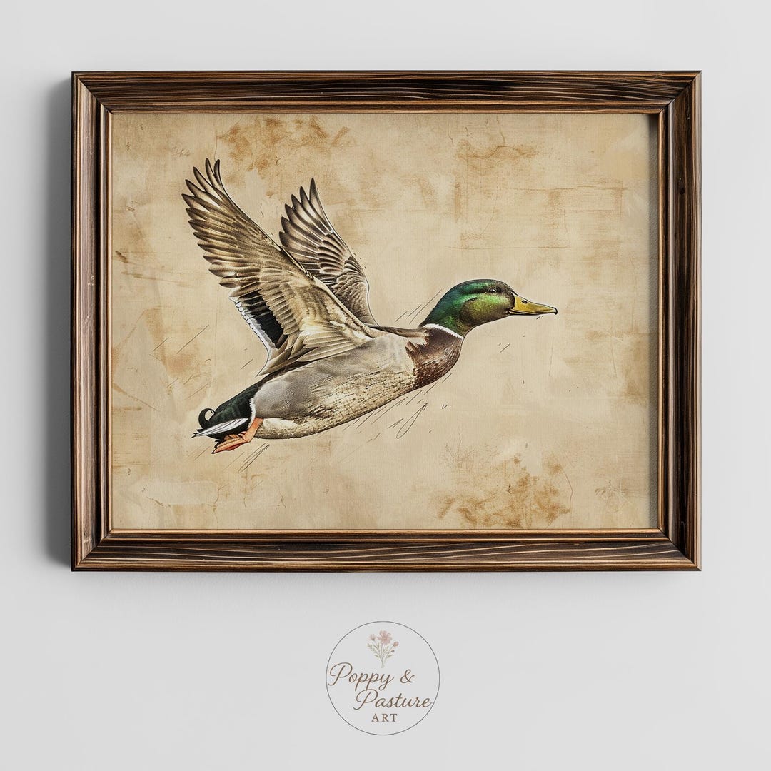 Rustic Vintage Mallard Duck in Mid-flight - Detailed Nature Print ...