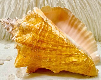 Conch Shell Extra Large - Etsy