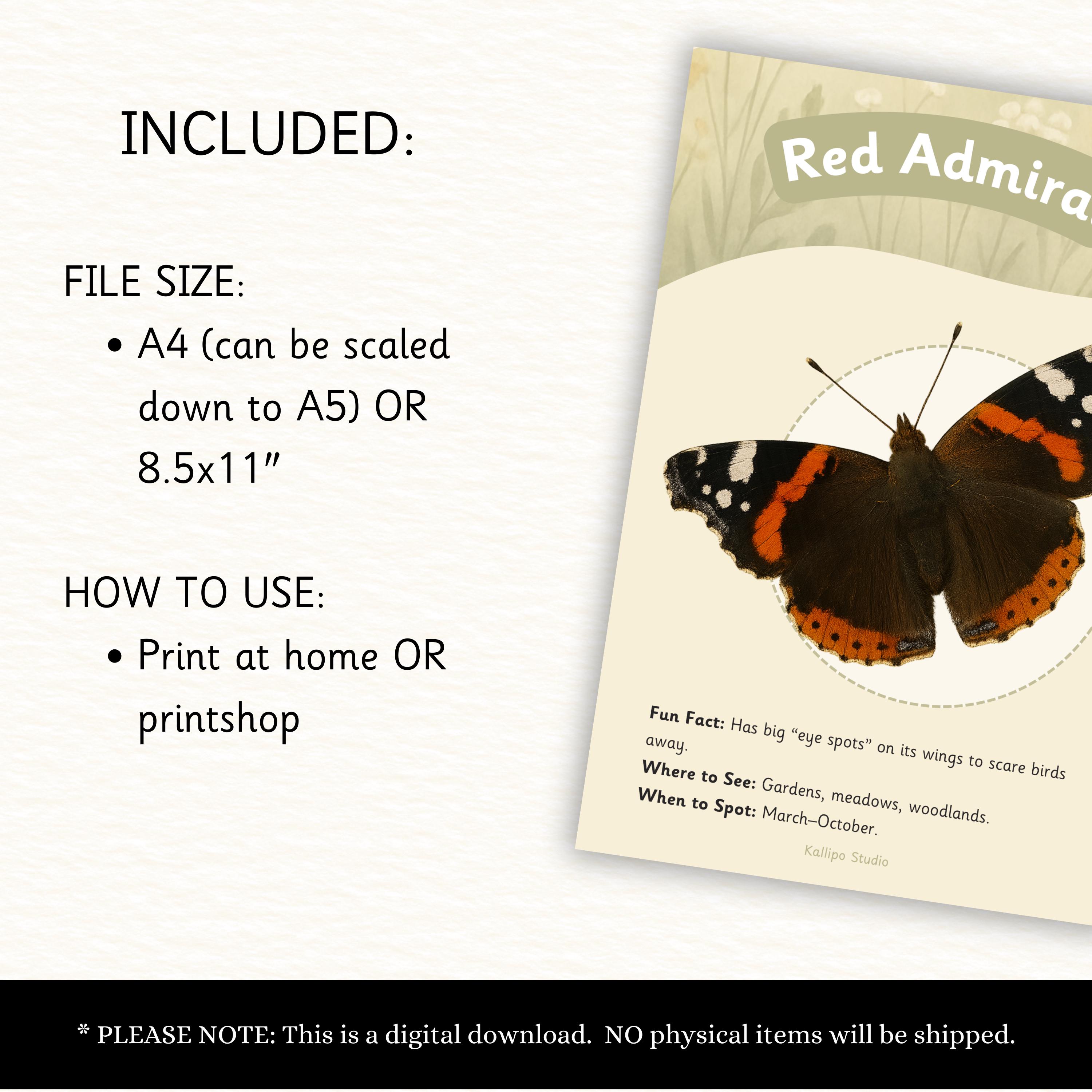 Butterfly Identification Poster Educational Exploring Nature Poster ...