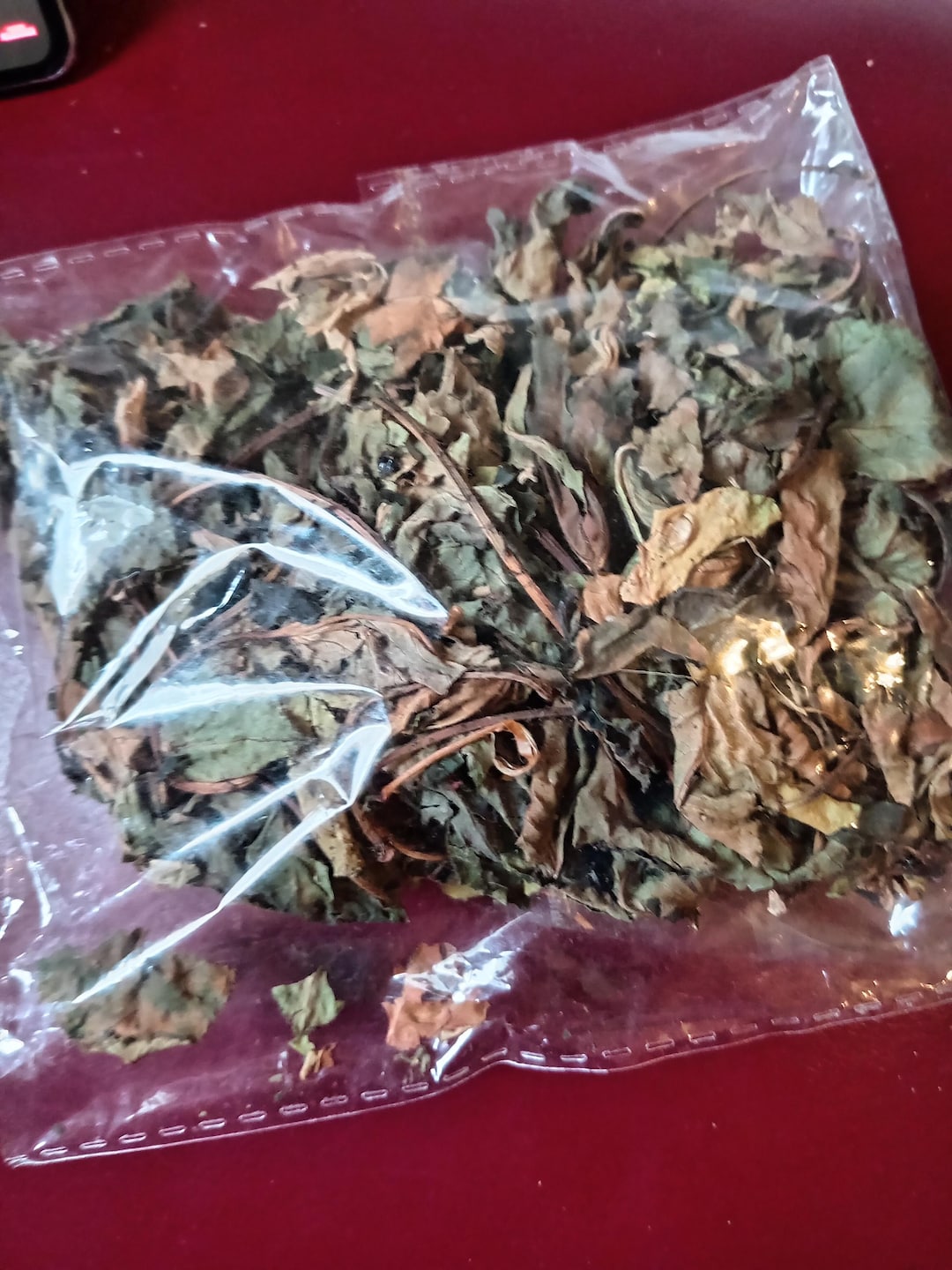 Ewe Lapalapa Pupa Red Jatropha Carcus Ewe Botuje Pupa 10g - Etsy