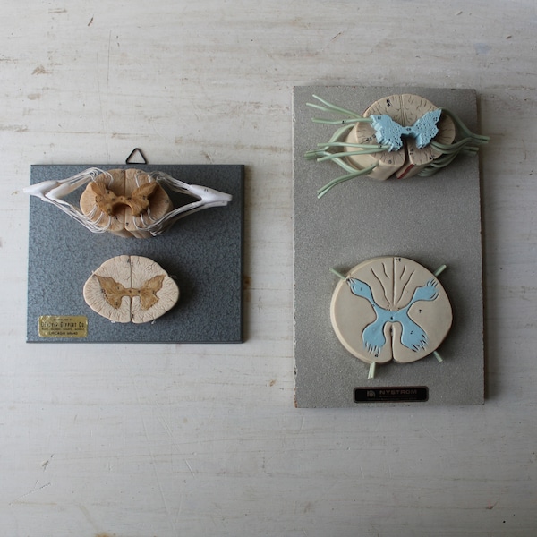 Denoyer Geppert - Etsy