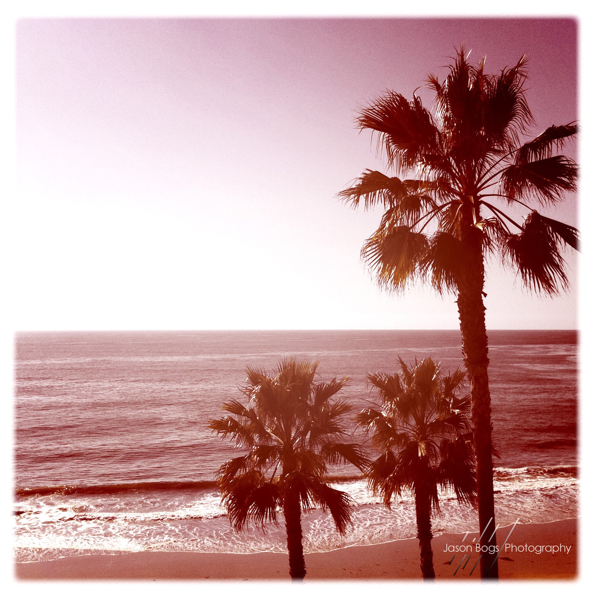 Laguna Beach Palms - Square California Beach Photo, Square Photo, Wall ...