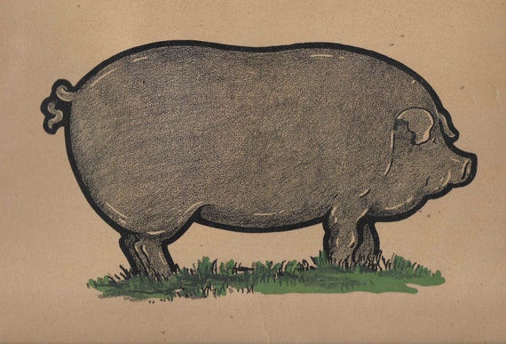 Vintage 1920's Large Illustrated Flash Card Pig - Etsy