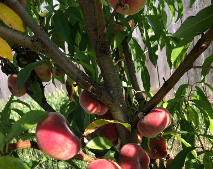 Donut Peach Tree Scions – 4 Fresh Scions for Grafting - Etsy
