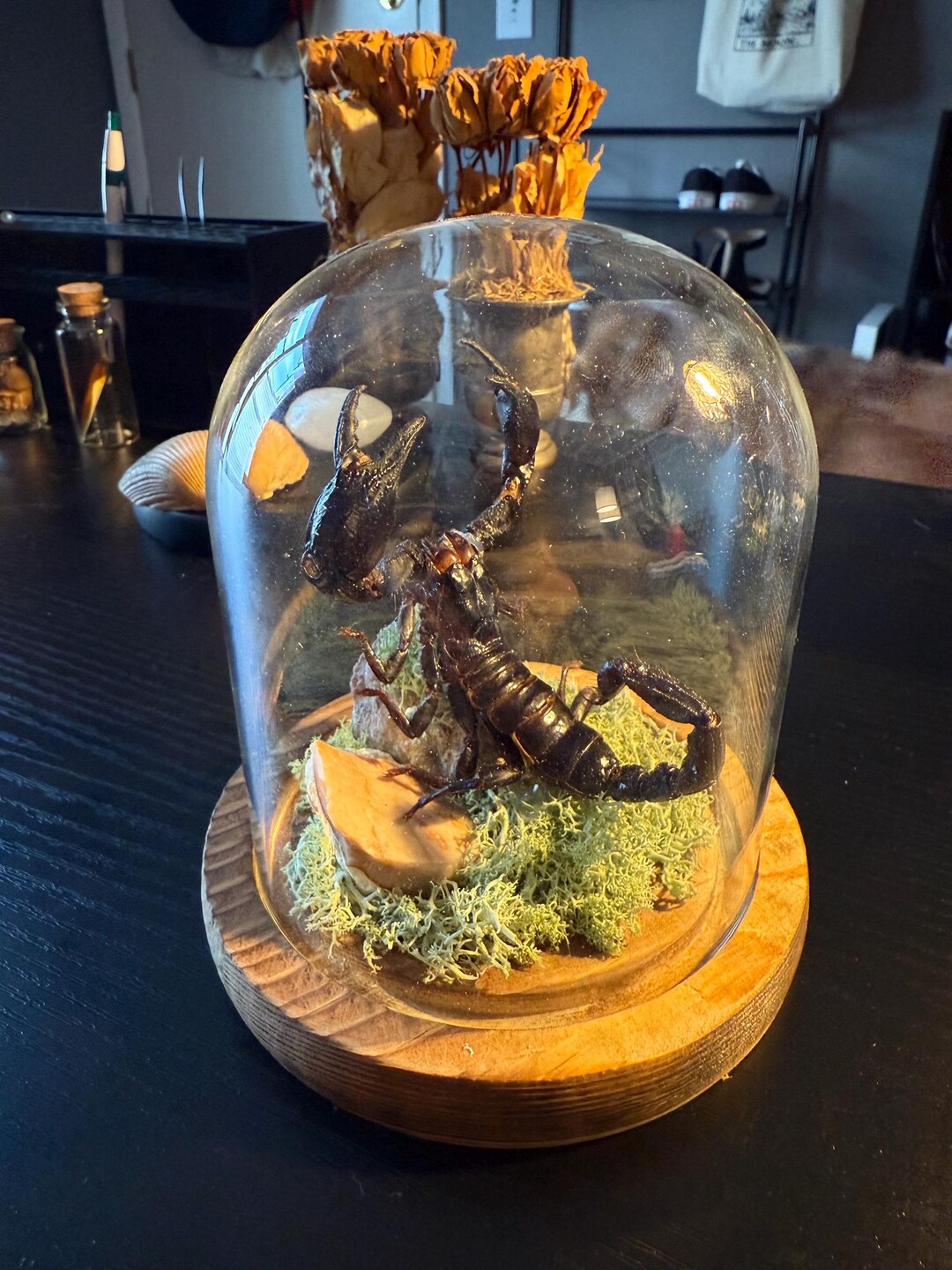 Posed 7inch Thailand Scorpion in Cloche With Moss and Natural Rocks - Etsy