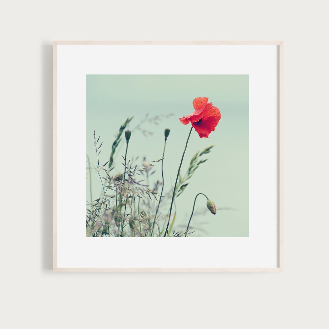 Dripping Poppy Fine Art Print of Poppy Flower by the Seaside - Etsy