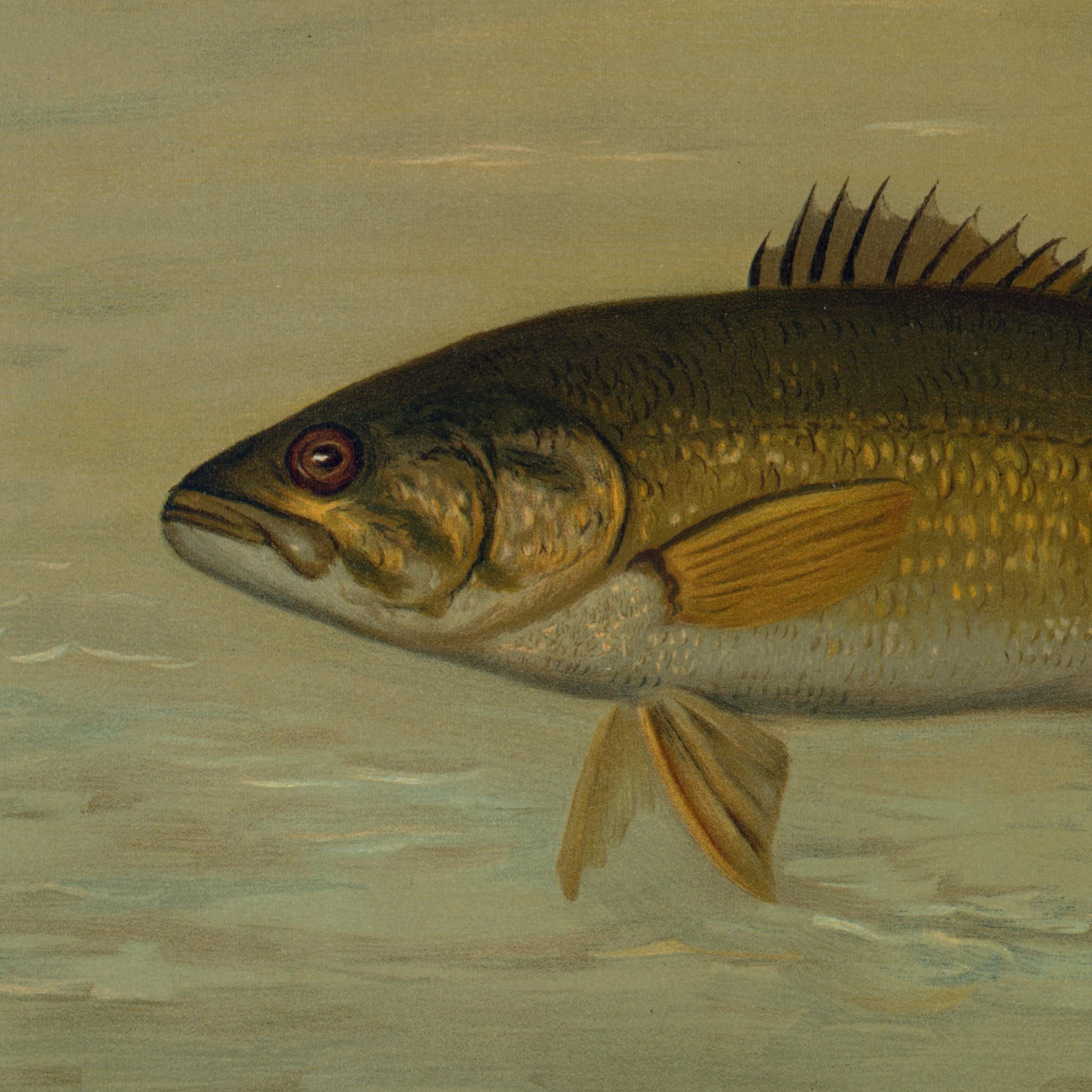 Vintage Bass Oil Painting | Antique Fishing Artwork | Lake House Fish ...