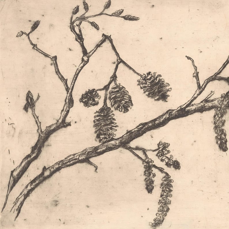 Rustic Catkins Sketch | Vintage Botanical Wall Art | Antique Tree ...