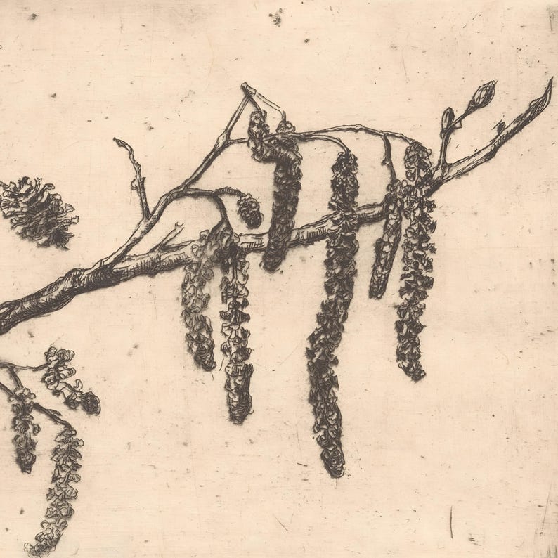 Rustic Catkins Sketch | Vintage Botanical Wall Art | Antique Tree ...