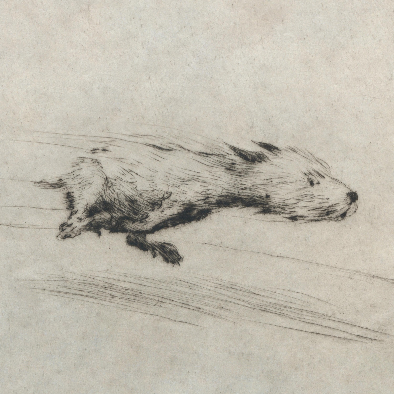 Dog With Zoomies | Rustic Dog Portrait Drawing | Minimalist Pet Terrier ...