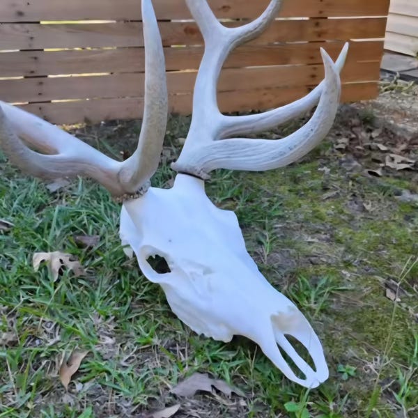 Real Elk Skull - Etsy