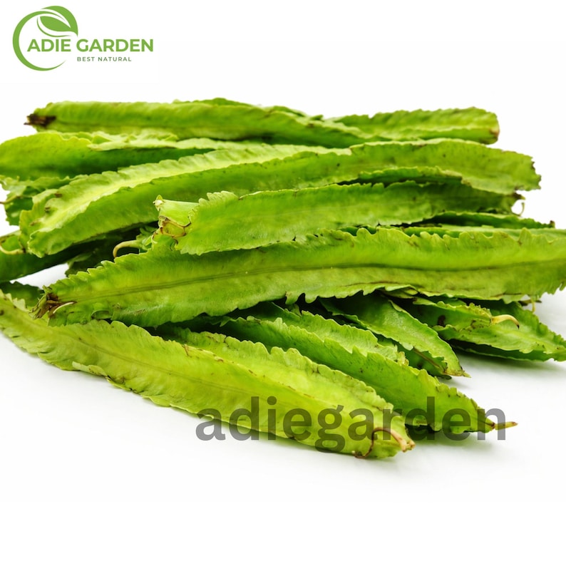 10 Winged Bean Seeds | Dragon Bean Goa Asparagus Sigarilyas Chathura ...