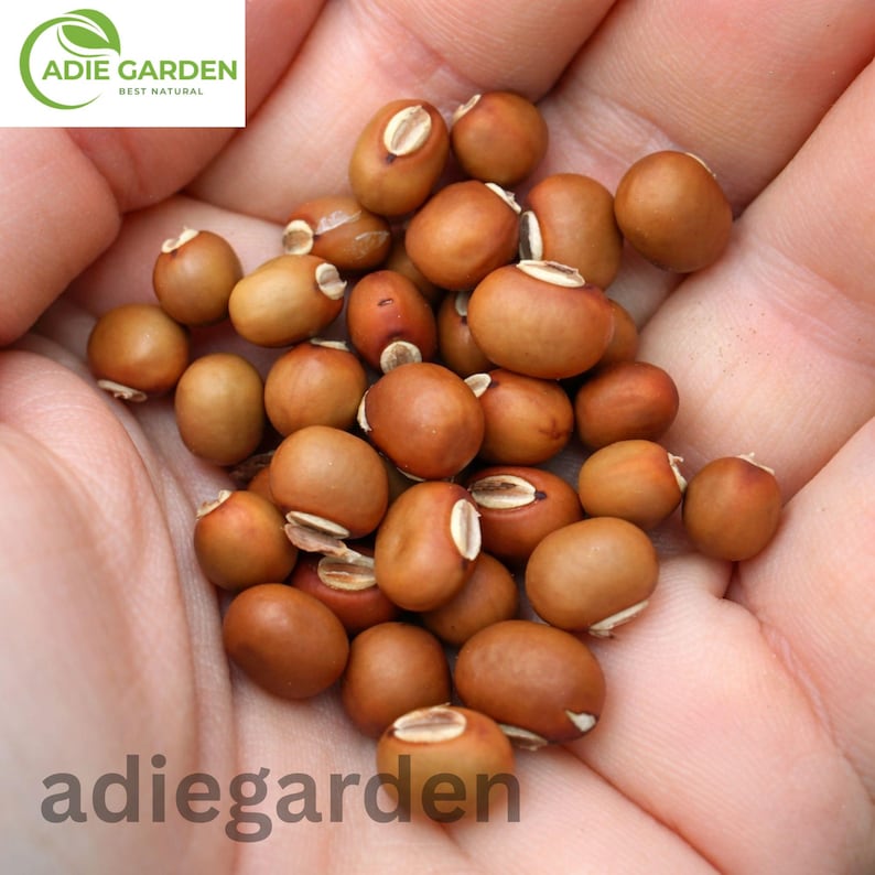 10 Winged Bean Seeds | Dragon Bean Goa Asparagus Sigarilyas Chathura ...