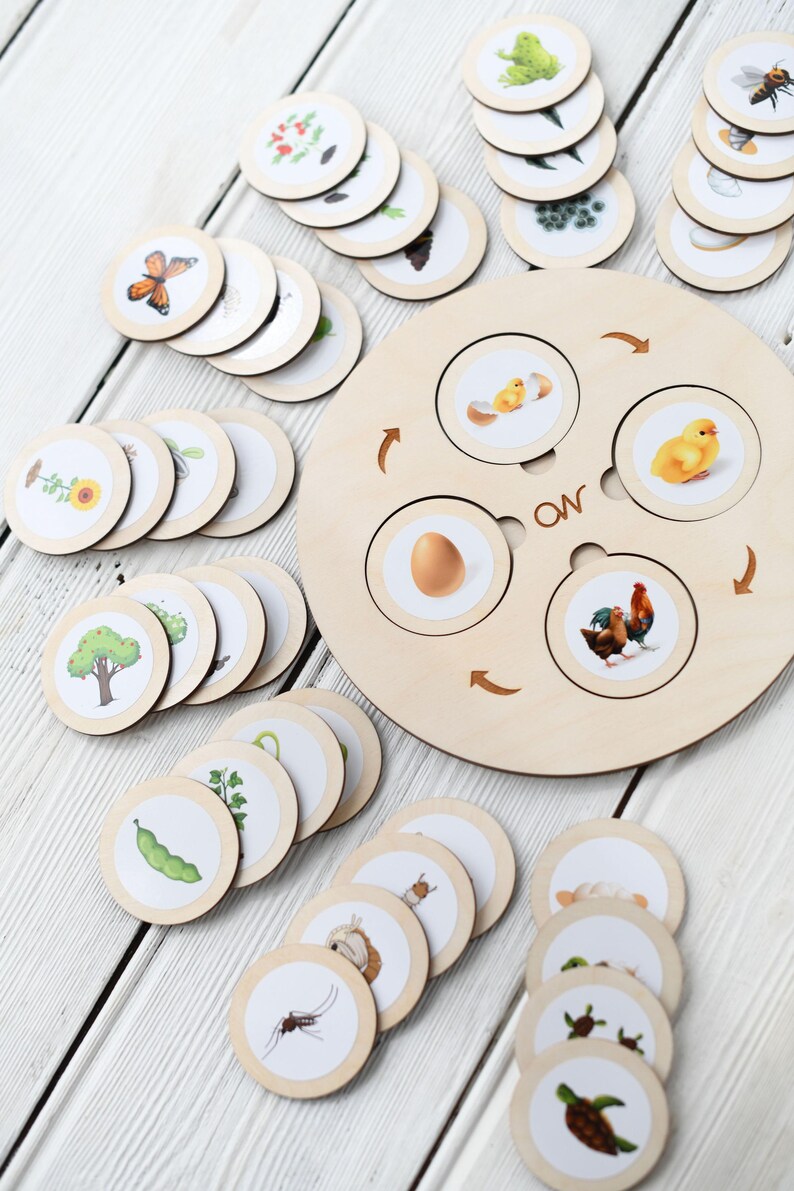 Montessori Life Cycle Wooden Learning Toy: STEM Educational Material - Etsy