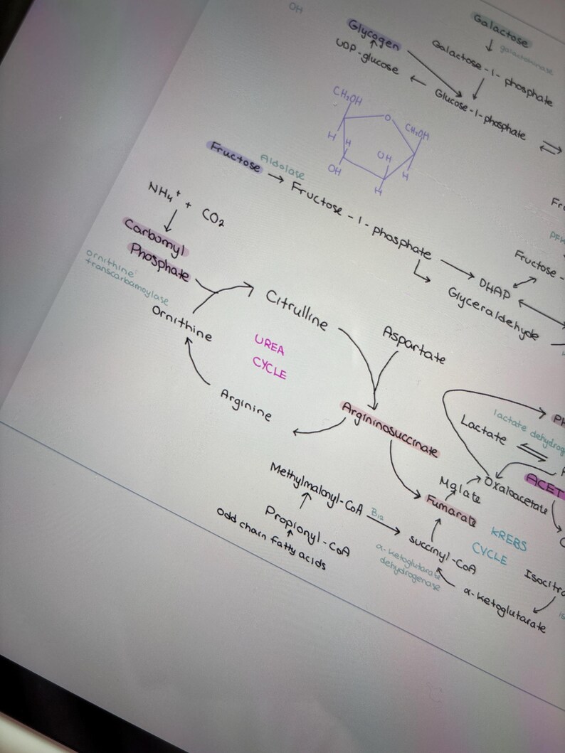 Metabolic Pathways Map - Aesthetic Digital Illustration - Etsy