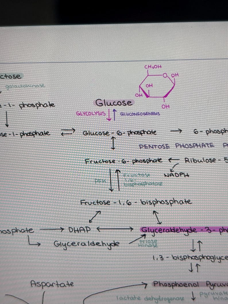Metabolic Pathways Map - Aesthetic Digital Illustration - Etsy