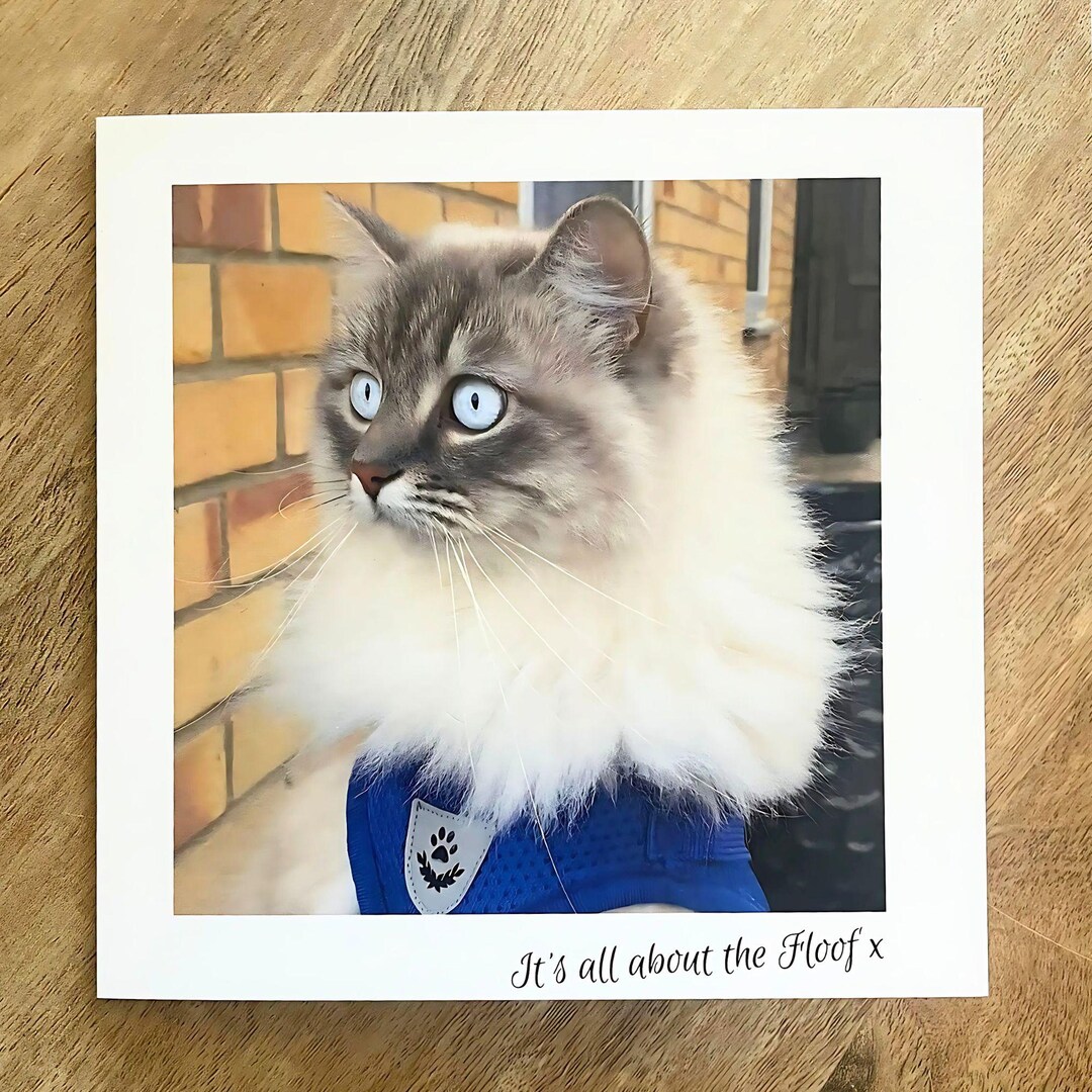 Cute Cat Card for All Occasions. Square Card. Blank Inside, Purrfect to ...