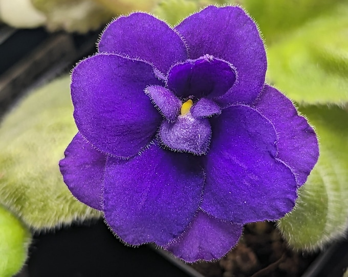 African Violet Plant * the KING * Standard, 1975, Heat Pack - Etsy