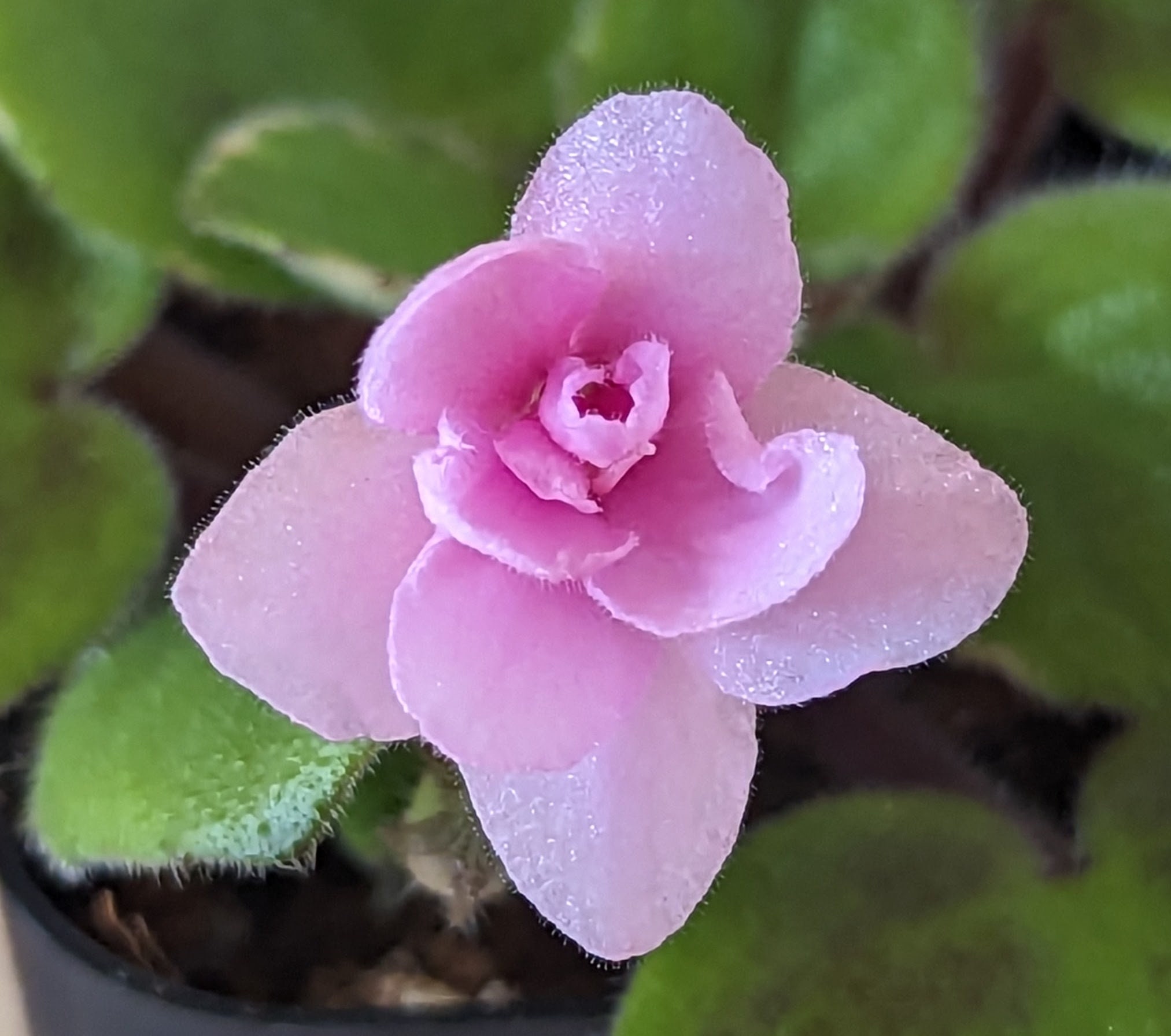 African Violet Pink