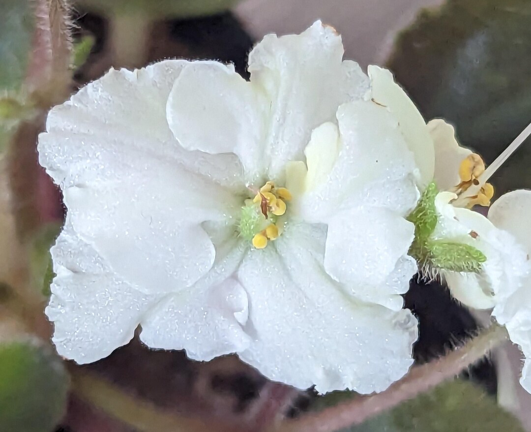 JOLLY SUN CHASER * Semi Miniature, H. Pittman African Violet Plant * - Etsy