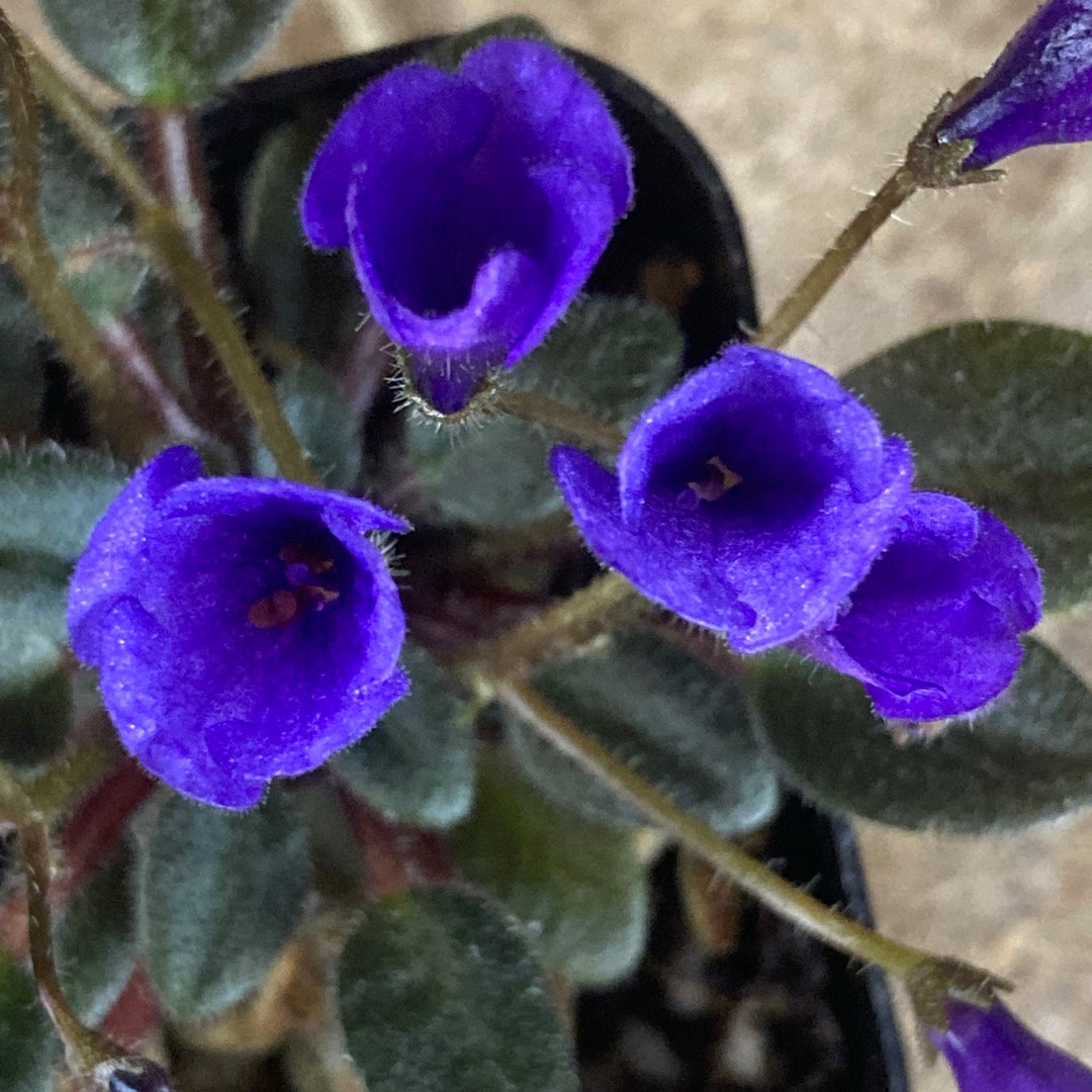 African Violet Plant * VALLARTA CAMPANAS MORADOS * Mini Trailer, G ...