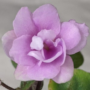 African Violet Plant * ROBS Stickey WICKET * Semi Mini Trailer, 1987 - Etsy