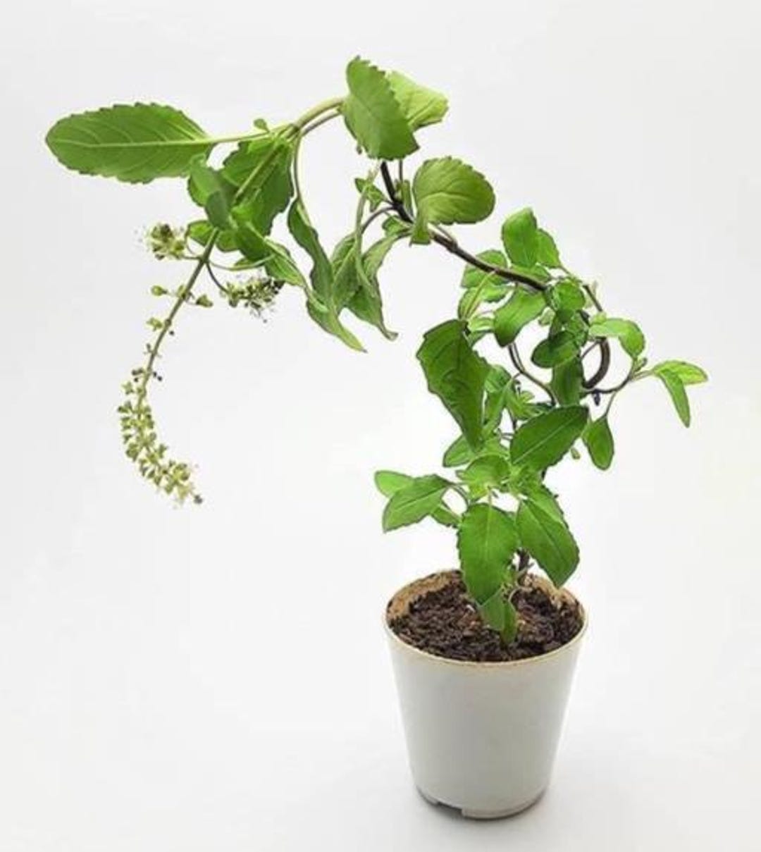 Green Ram Tulsi Live Plant: Holy Basil Rama - 10" Plant in 4" Pot - Etsy