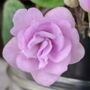 African Violet Plant * ROBS Stickey WICKET * Semi Mini Trailer, 1987 - Etsy
