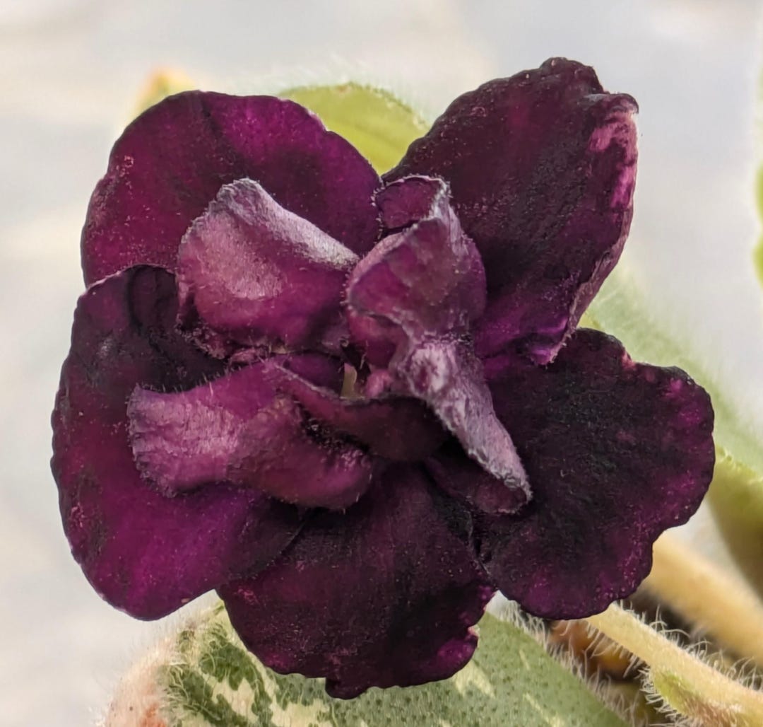 DARK NIGHT of the SOUL * African Violet Plant * Semi Miniature ...