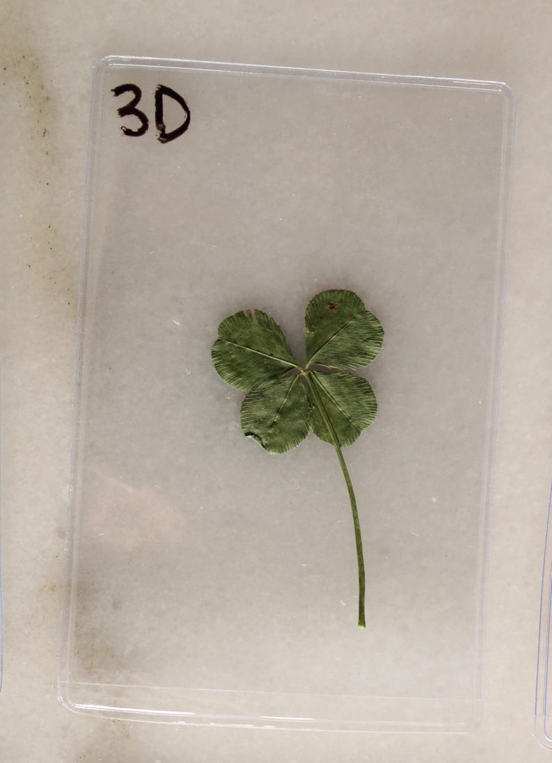 Dried Pressed Four (4) Leaf Clover Lot 3A - 3J - Etsy UK