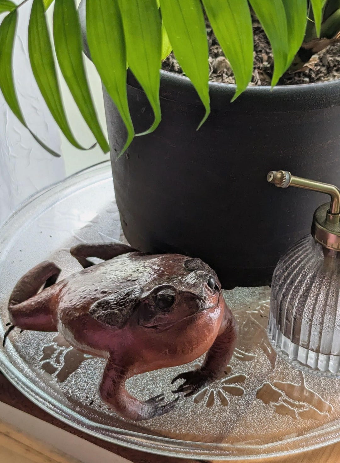 Vintage Taxidermy Toad Leather Folk Art - Etsy