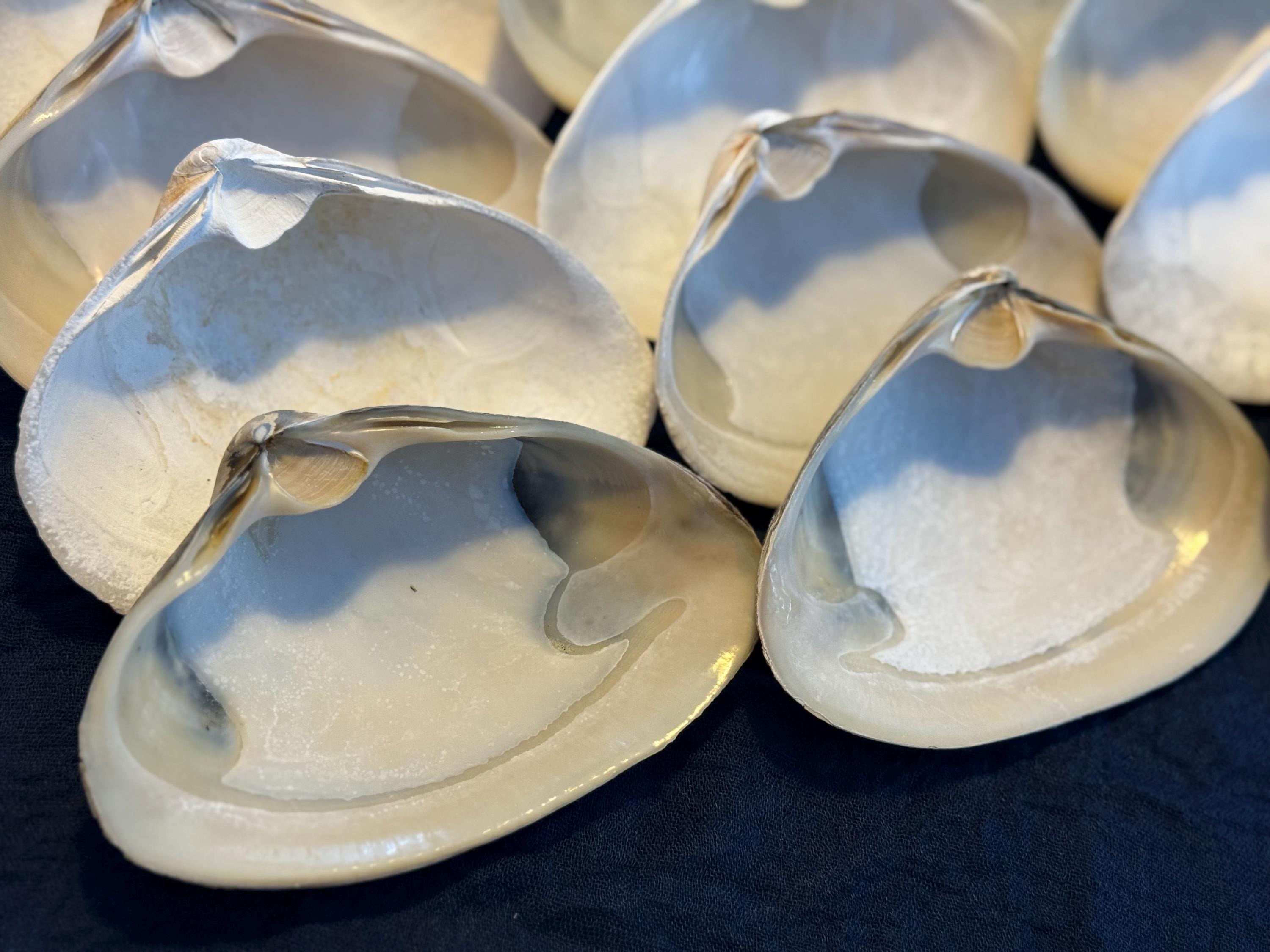 Two Dozen Extra Large Maine Clamshells for Crafting or Baking ...