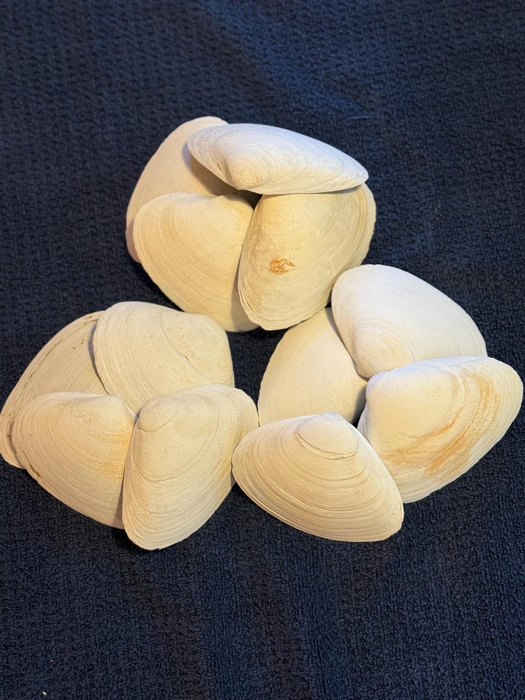 One Dozen Maine Clamshells for Crafting or Baking 4”-5” - Etsy