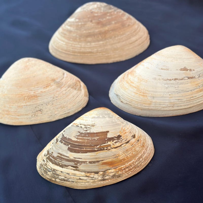 Jumbo Clamshells - Etsy
