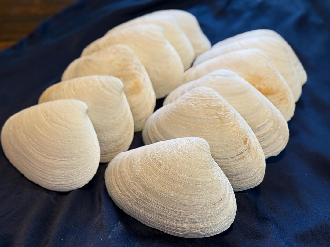One Dozen Jumbo Maine Clamshells for Crafting or Baking 6”-7” - Etsy