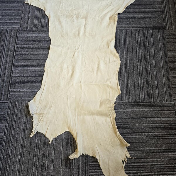 Whitetail Deer Hide - Etsy