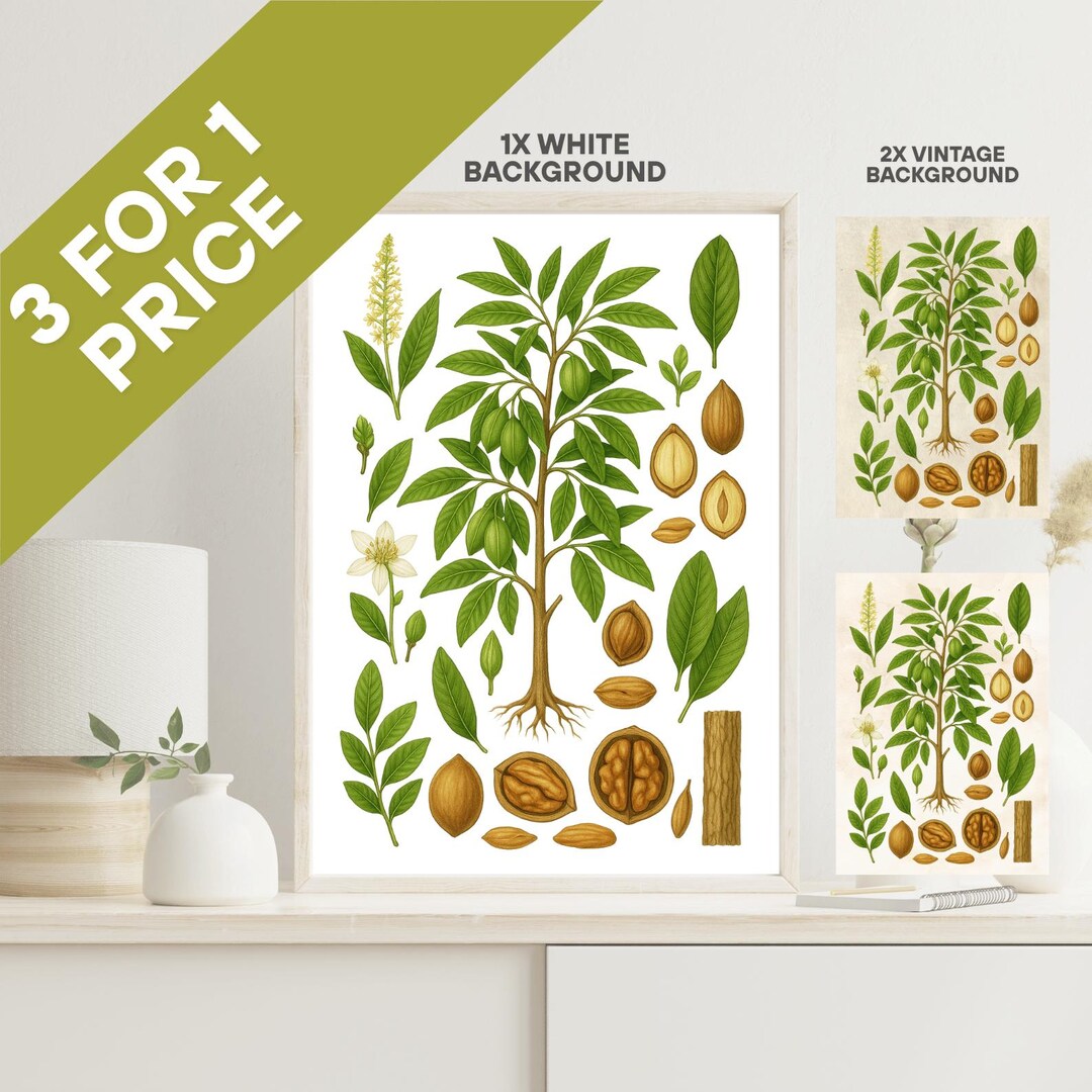 Pecan Nuts Food Art Print, Botanical Wall Art Print, Vintage ...