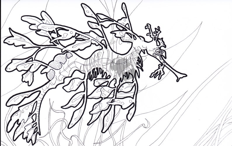Leafy Sea Dragon Colouring Sheet | Etsy