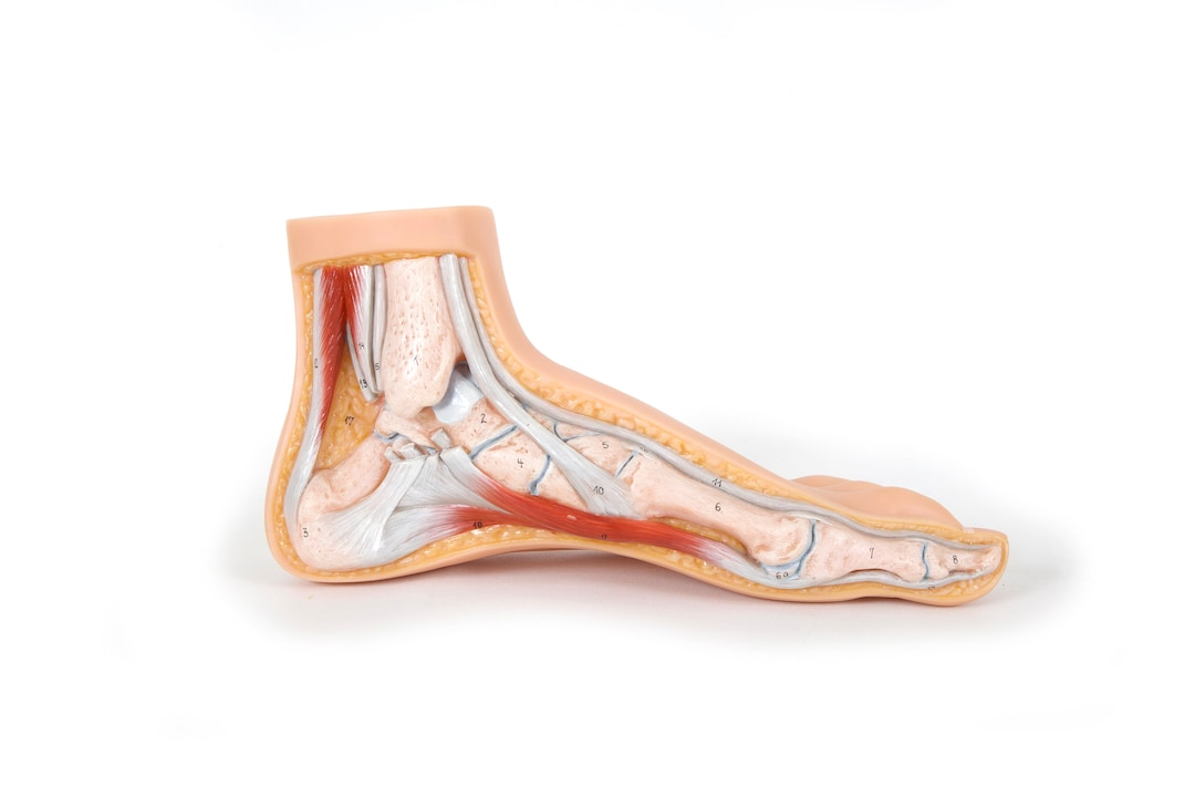 Life-sized Human Anatomy Foot Model - Etsy
