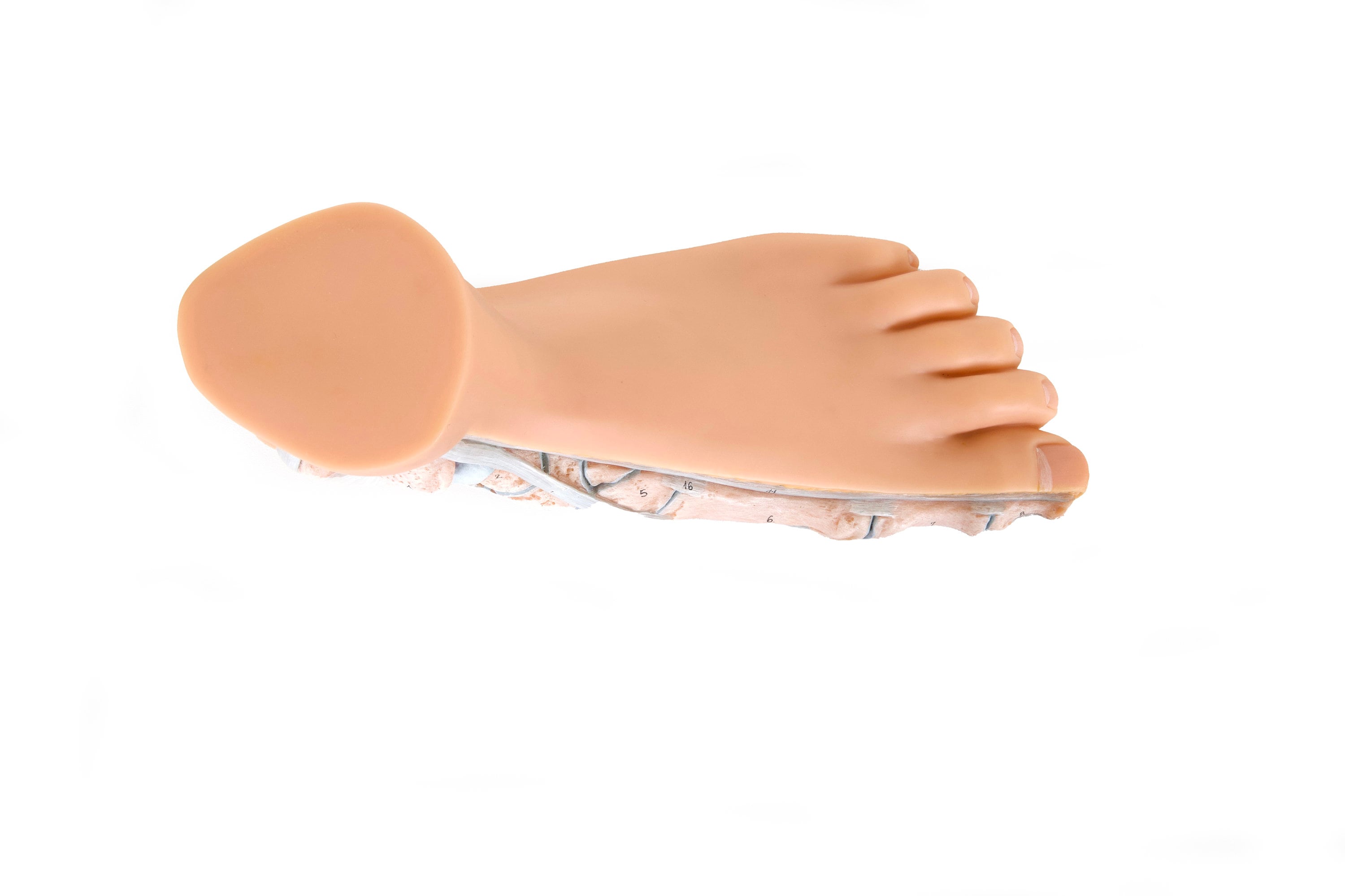 Life-sized Human Anatomy Foot Model - Etsy